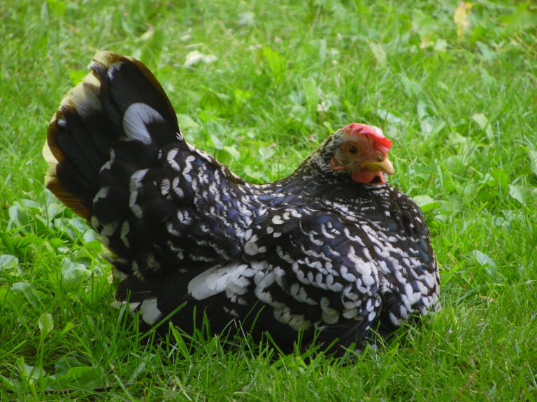 Chabos - Vogelzucht Luebu