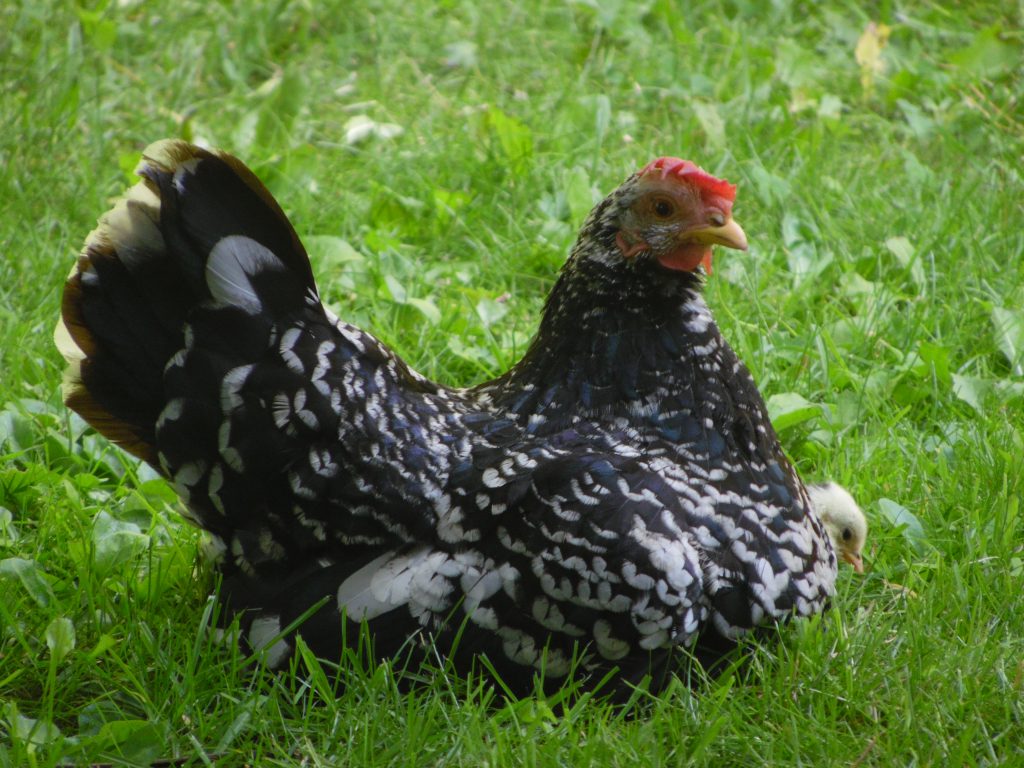 Chabos - Vogelzucht Luebu