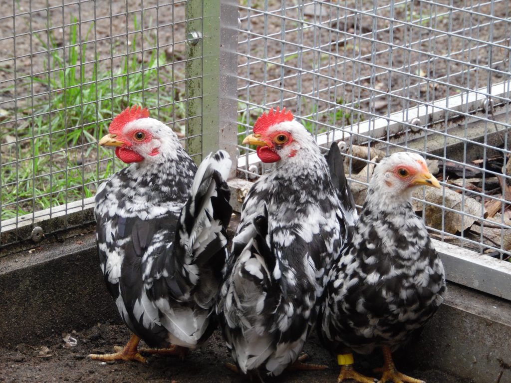 Chabos - Vogelzucht Luebu