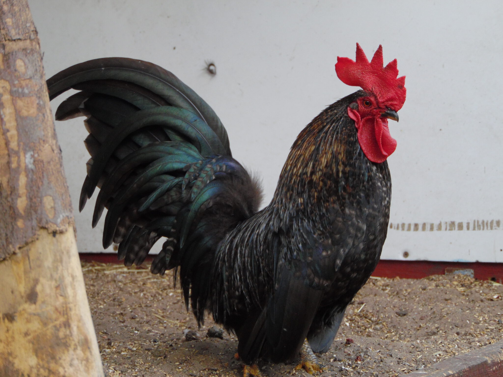 Chabos – Vogelzucht Luebu