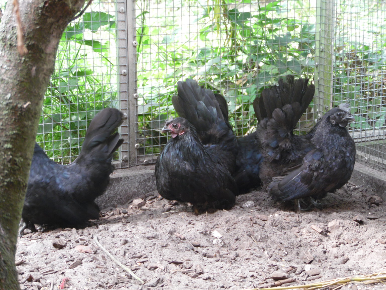 Chabos – Vogelzucht Luebu